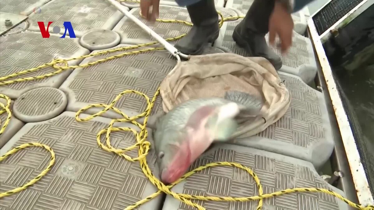 Fish Skins and Designers