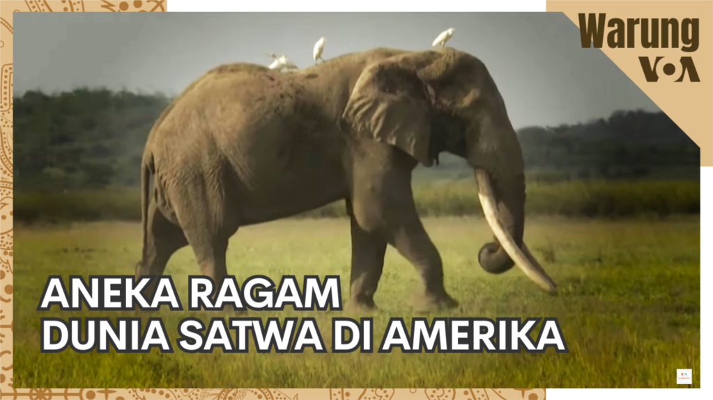 Warung VOA: Aneka Ragam Dunia Satwa di Amerika