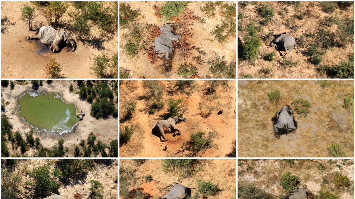 Botswana Moves to Rearm Rangers as Rhino Poaching Intensifies