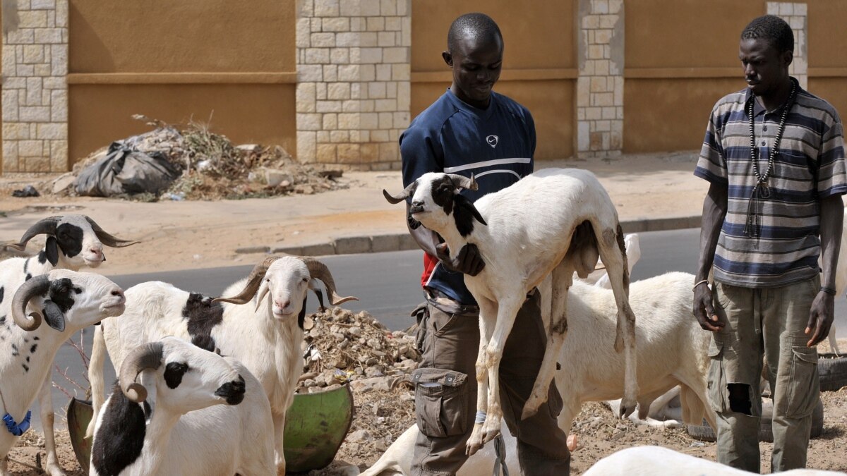 Senegal Sheep Sales Slowed by Conflict