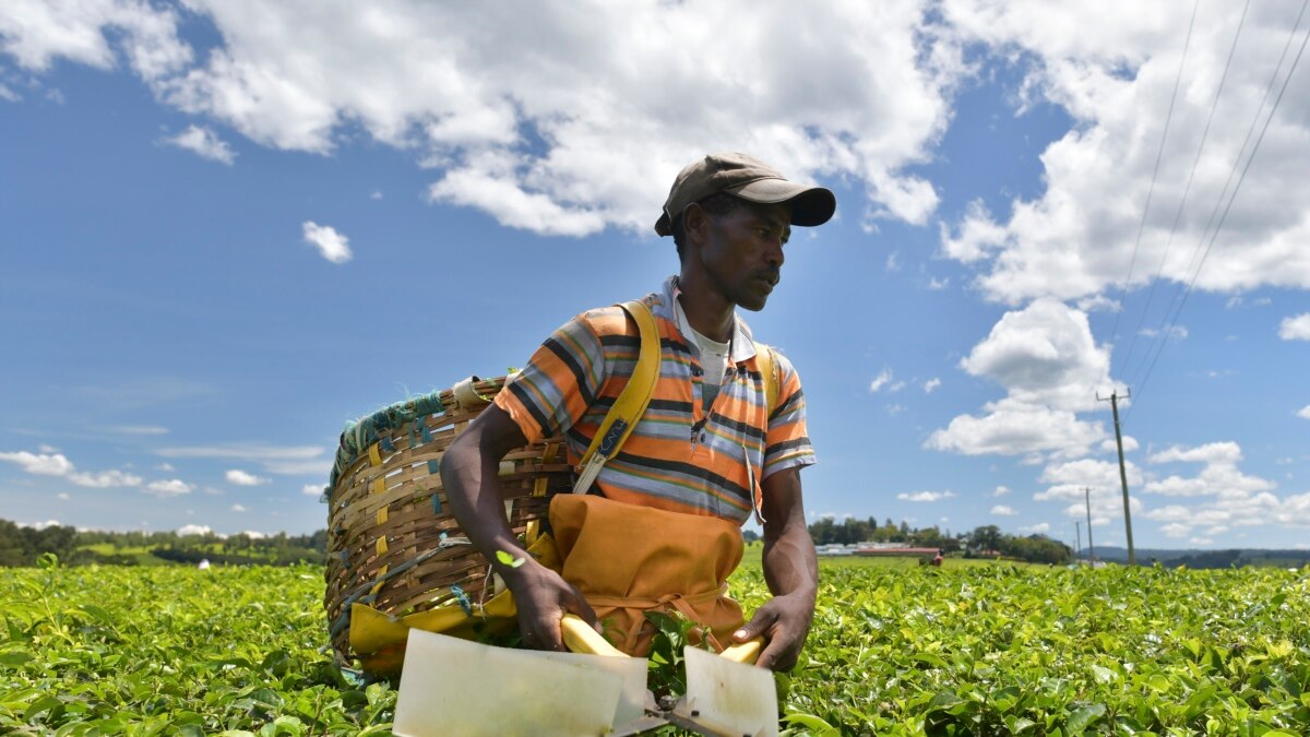 Kenya Tea Producers Turn Over a New Leaf as Prices Stumble