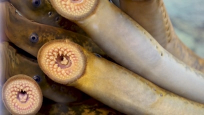 Worlds Most Dangerous Fish Stonefish: The World's Deadliest Fish