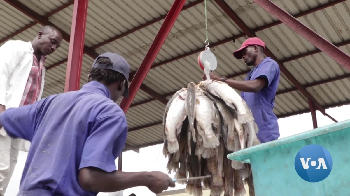Uganda Seeks to Regulate Lucrative Fish Maw Trade